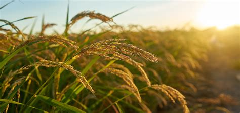 Paddy Coverage Reaches A 15 Year High This Year