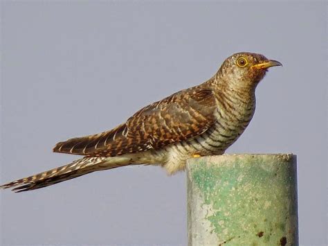 Birding For A Lark Common Cuckoo At The Farm
