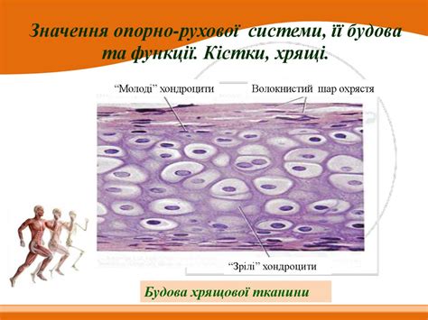 Опора та рух Значення опорно рухової системи її будова та функції Кістки хрящі презентация