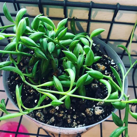 String Of Banana Nature Nursery Central Indias Biggest Nursery In