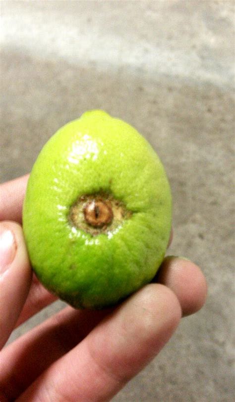 Evil Lemon By Usagibun1 On Deviantart