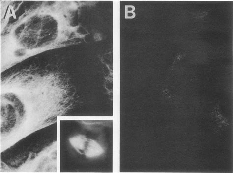 Intracellular Distribution Of Microinjected Antibody Cho Cells Were