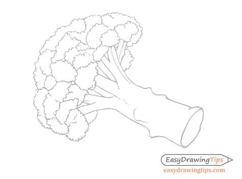 How To Draw Broccoli Step By Step EasyDrawingTips