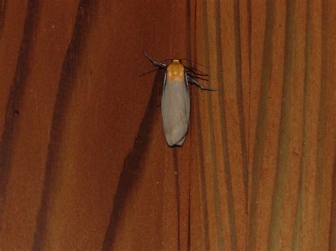 넉점박이불나방 Lithosia quadra Four spotted Footman DISPLAY FULL IMAGE