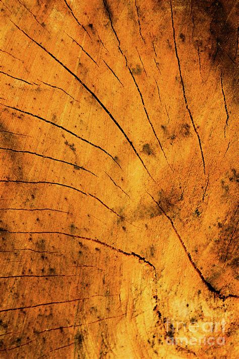Tree Trunk Cracks Detail Vertical Photograph By Eddie Barron Pixels