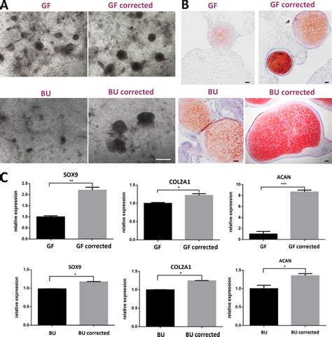 Chondrogenic Differentiation Of Corrected Ach Ipscs A The Number Of