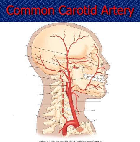 Common Carotid Artery Labeling Diagram Quizlet