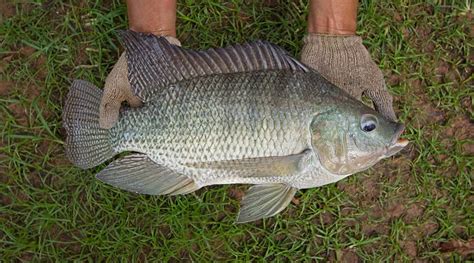 Tilápia Curiosidades e Características deste Peixe Maravilhoso