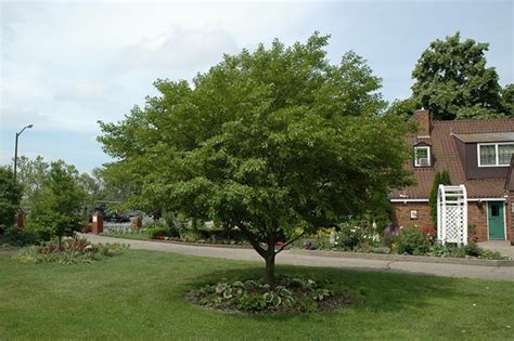 Beautiful Trees For Planting In Front Of Your House