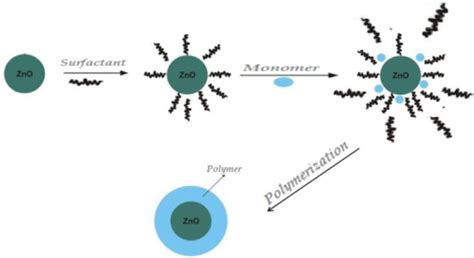 Schematic Representation Of The Suggested Core Shell Formation Mechanism Download Scientific