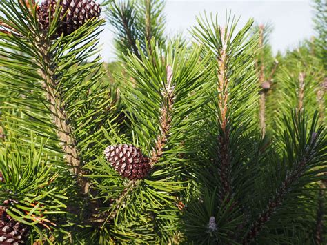 Nursery Purchase Field Grown Conifers