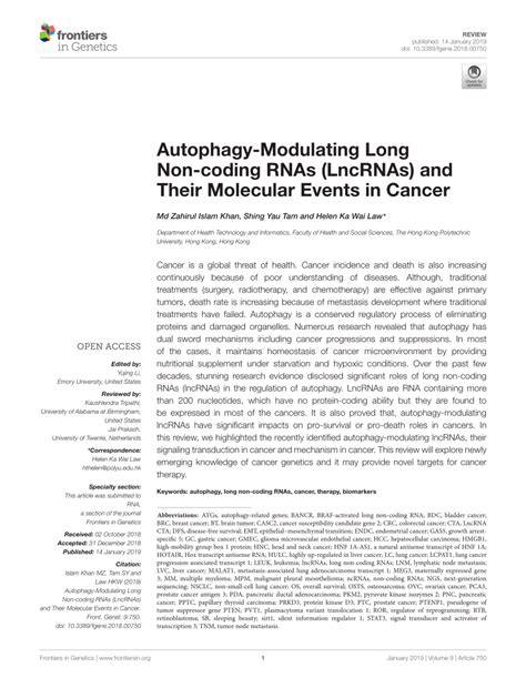 Pdf Autophagy Modulating Long Non Coding Rnas Lncrnas And Their