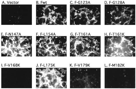 Immunofluorescence Of Cell Surfaces Expressing Mutant Proteins Cells