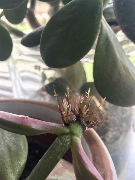 Water Prop From A Jade Plant Limb I Cut When Quarantine Started R