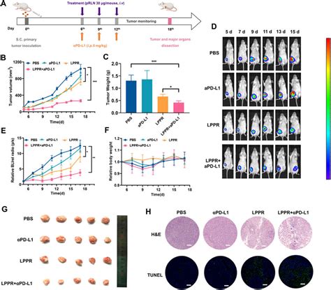 Lppr In Combination With Apd L1 Therapy On 4t1 Luc Tumor Model A