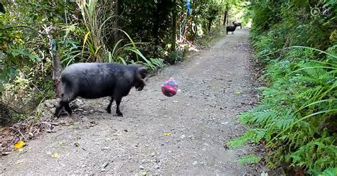 Angry Ram Plays With A Tetherball Hanging In The Forest Madly Odd