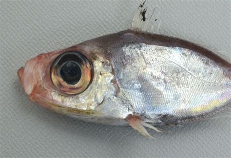 マトウダイ科について生物一覧ー 市場魚貝類図鑑