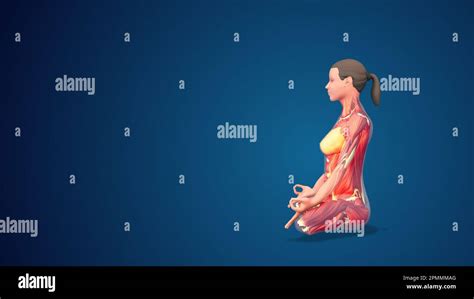 3d Human Siddhasana With Hand Mudra Yoga Pose On Blue Background Stock