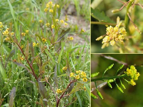 野山の草花木々の花植物検索図鑑 スカシタゴボウ