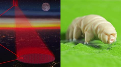 Scientists Reveal How Tardigrades Can Survive Decades Without Water