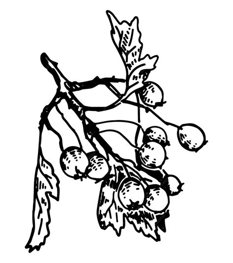 Clipart De Contour De Brindille De Rowan Doodle De Récolte Dautomne
