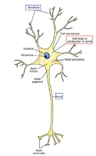 Lec 5 Neuro Flashcards Quizlet