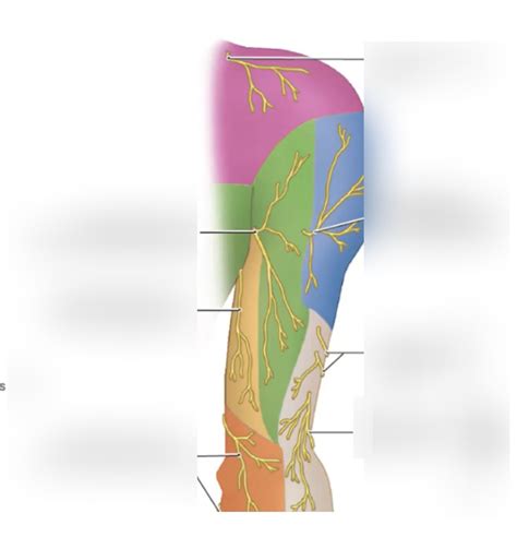 Cutaneous Innervation Of Upper Limb Posterior Diagram Quizlet