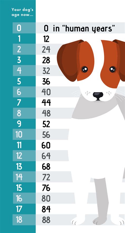 What Are Human Years To Dog Years Dogjullle