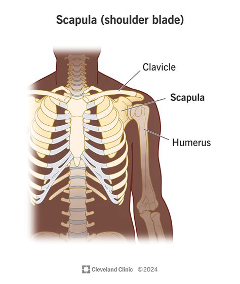 Scapula Shoulder Blade What It Is Anatomy And Function