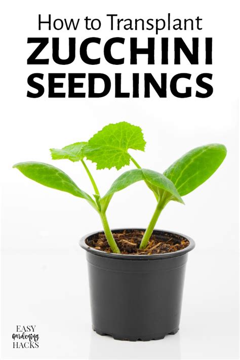 How To Transplant Zucchini Seedlings Easy Gardening Hacks™