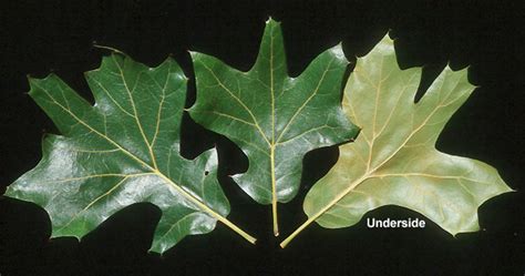 Quercus Marilandica Landscape Plants Oregon State University