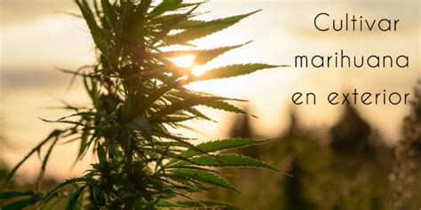 Cómo Cultivar Marihuana En Exterior ️ Guía Paso A Paso Cogollocbdes