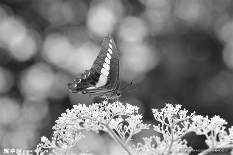 青凤蝶摄影图昆虫生物世界摄影图库昵图网