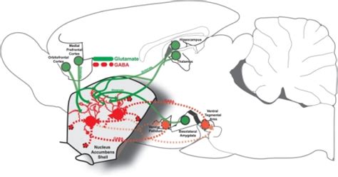 Glutamatergic And Gabaergic Nac Circuitsgreen Glutama Open I