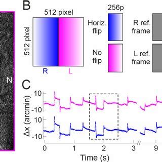 Exemplary Binocular Eye Motion Traces Data Is From A Single Second