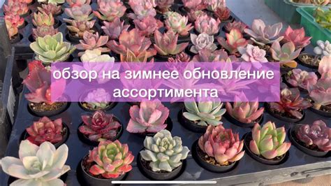 Обзор на зимнее обновление каталога YouTube