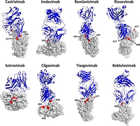 Structure Of Nabs Binding To Rbd The Potent Escape Mutations In Ba 1 Download Scientific