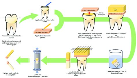 Graphical Representation Of Specimen Preparation And Experimental Download Scientific Diagram