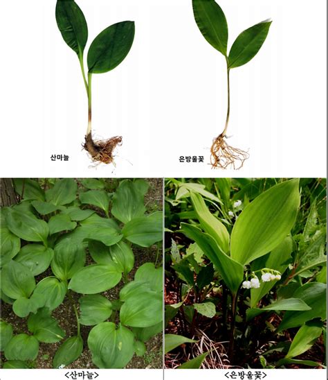 산나물 Vs 독초 구별하는 법 리뷰타임스