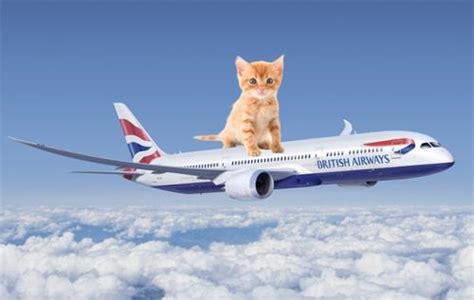 猫咪托运宝典一：飞机之旅，准备启航 知乎