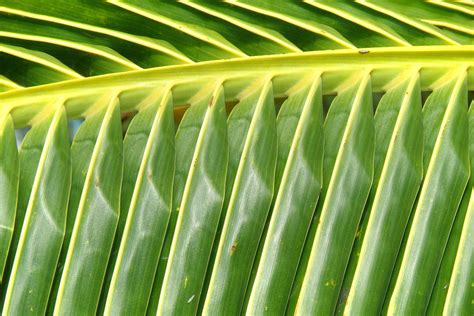 Coco8 Olympus Digital Camera Daviddontdance Flickr