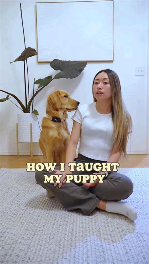 Brain Training For Dogs Unique Dog Training Course Artofit