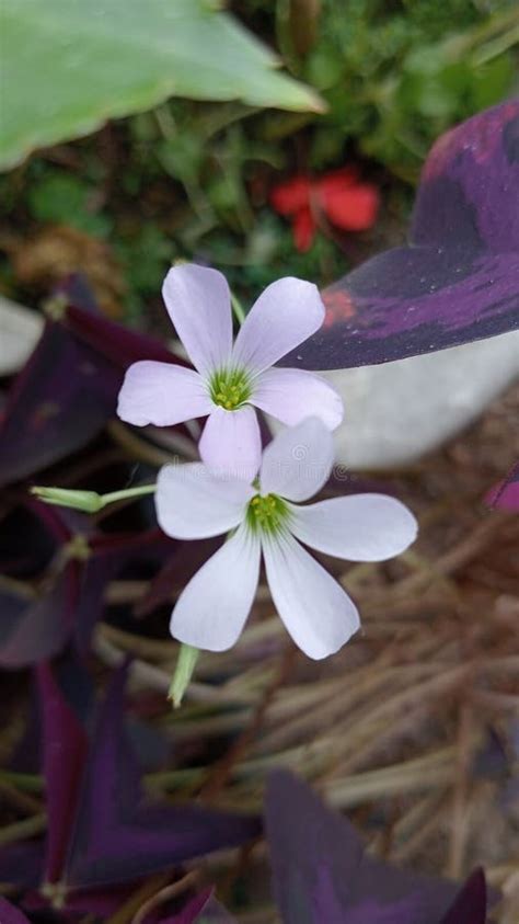 A Plant Called Oxalis Triangularis Has A Shape Like A Butterfly And Is