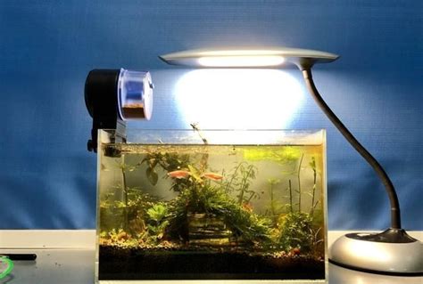 金属卤素灯在水族箱中的应用 闪电鸟