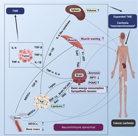 Crosstalk Between Neural And Immune Organs In Cancer Cachexia