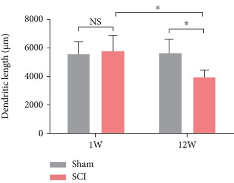 Dendrite Complexity Of Hippocampal Neurons Was Reduced In Late Stage Of