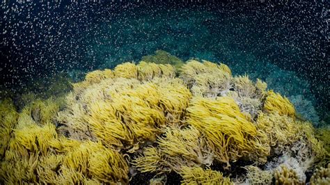 Great Barrier Reef Spawns Next Generation Of Corals Marine Industry News