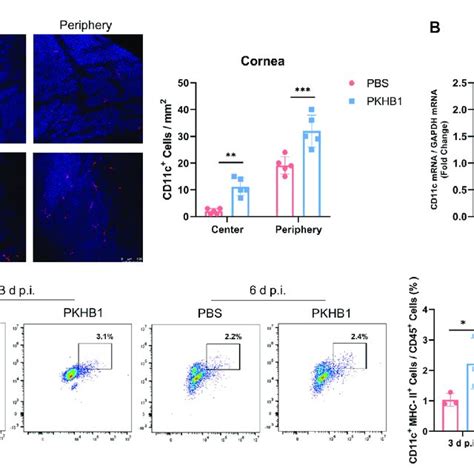 Subconjunctival Injection Of Pkhb1 Peptide Increased The Number Of Download Scientific Diagram