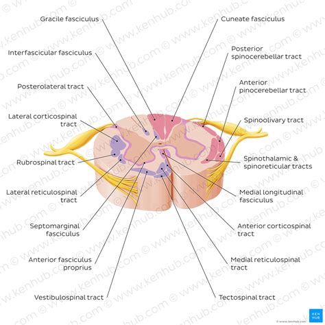 Ascending Tracts Of The Spinal Cord Anatomy Kenhub