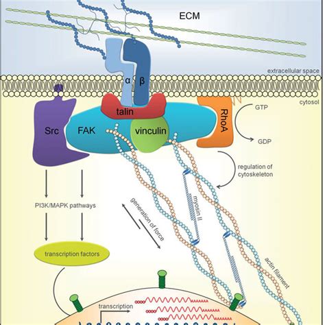 2 Integrin Mediated Recognition Of Extracellular Matrix Components